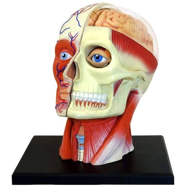 4D Vision Human Head Anatomy Model | Compare and buy in Best Price in ...