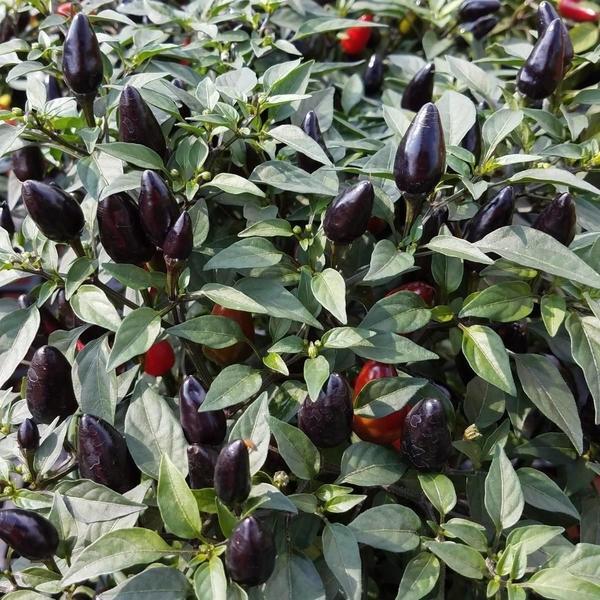 Vegetable Seeds - 1 Packet Black Chilli Seeds - Round A Year Black ...