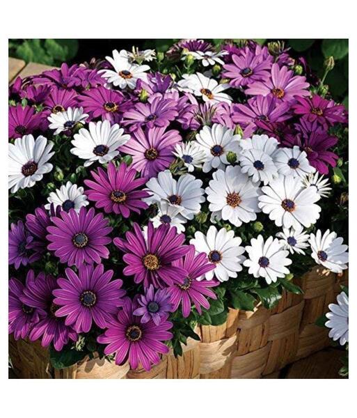 Flower Seeds- 1 Packet Demorphoteca Mixed Hybrid Flower Seeds | Compare ...
