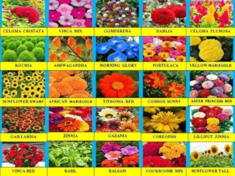 Flower Seeds- All Time All Seasons 20 Types Of Flower Seeds - Baramase ...