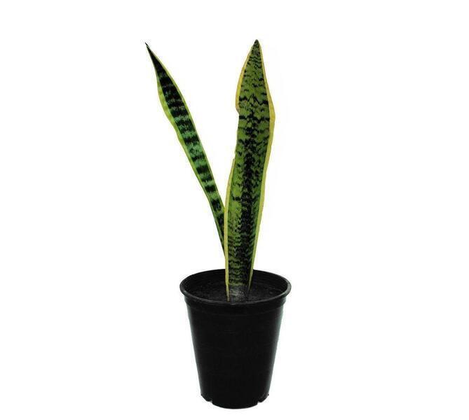 Natural Live Snake Plant Sansevieria Trifasciata Superba Fully Rooted ...