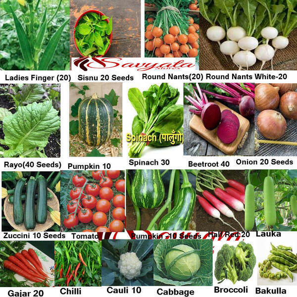 20 Types of Mixed Vegetables Seeds For Small Garden and Balcony ...