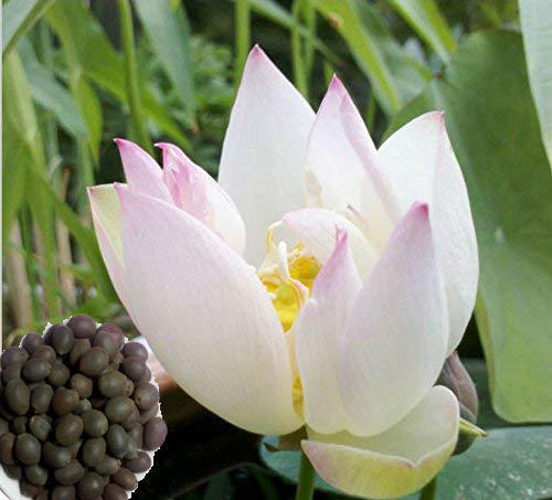 Mix Lotus Flower Seeds For God Worship | Compare and buy in Best Price ...