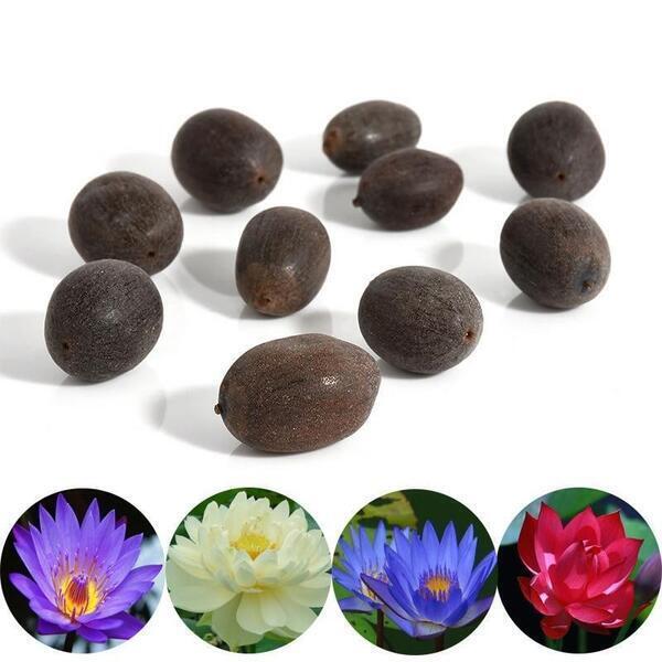 5 Seeds Of Lotus Flowers Seeds - Seeds | Plantations | Lotus Seeds ...