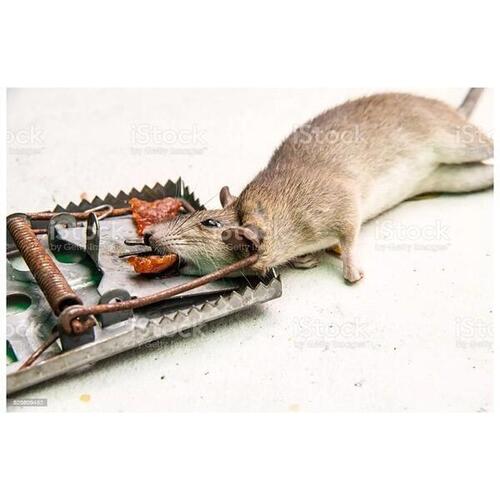 Heavy Duty Snap Mouse Trap - Easy Set Rat Trap Catcher | Compare and ...