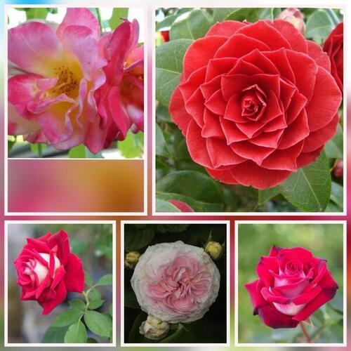 Mixed 5 Types Of Rose Seeds Total 10 Seeds | Compare and buy in Best ...