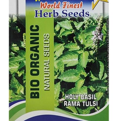 20+ Seed Of Bio Organic Natural Seeds Of Holy Basil Rama Tulsi, 100 ...