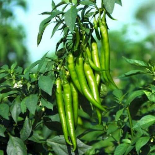 F1 JWALA PARIKSHA Chilli Pepper Seeds For Planting - Kitchen Garden ...