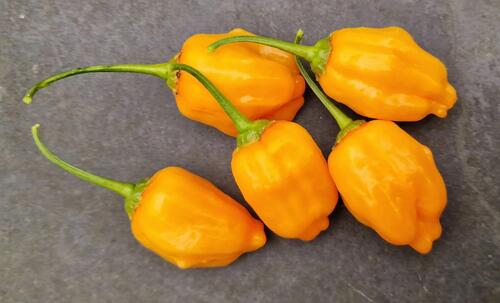 Mango Chili Victoria Chilli Pepper Seeds For Planting - Kitchen Garden ...